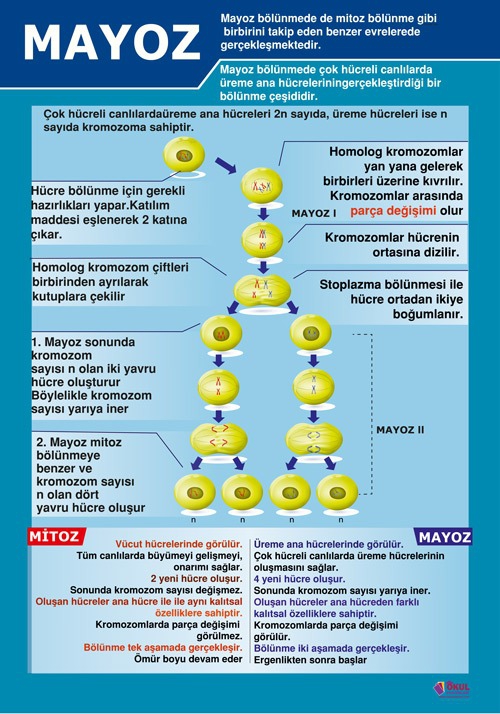 Mayoz Afişi | okulkapigiydirme.net