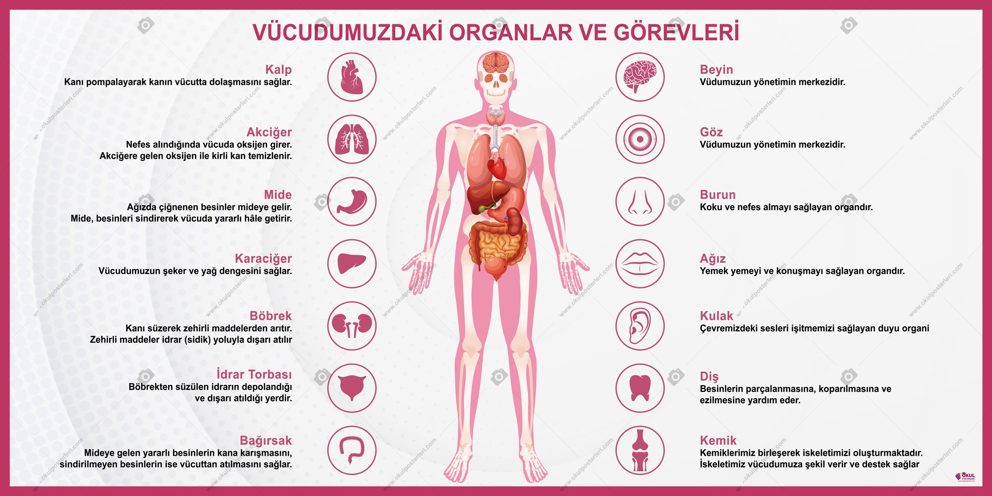 Vücudumuzdaki Organlar ve Görevleri Okul Posteri | okulkapigiydirme.net