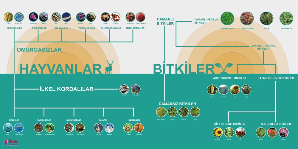 Bitkiler-ve-Hayvanlar | okulkapigiydirme.net